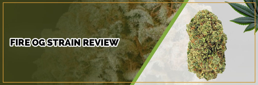 Fire OG Strain Review - Industrial Hemp Farms