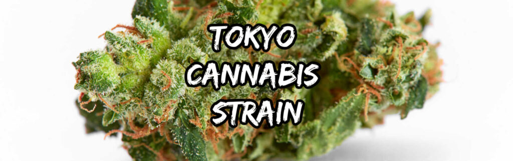 Tokyo Cannabis Strain Review - Industrial Hemp Farms