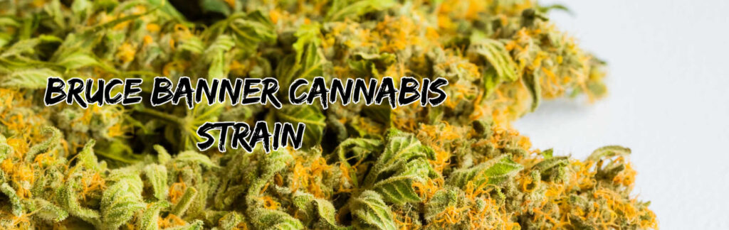 Bruce Banner Cannabis Strain Review - Industrial Hemp Farms