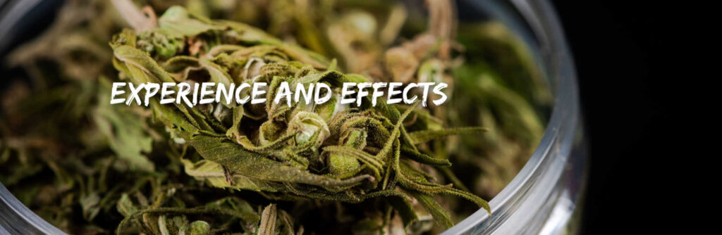 Death Star Cannabis Strain Review - Industrial Hemp Farms