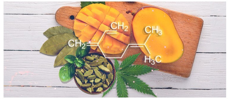 Whats are The Benefits of the Myrcene Terpene? - Industrial Hemp Farms