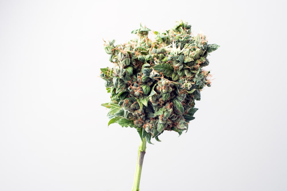 Cookies Kush Cannabis Strain Review - Industrial Hemp Farms