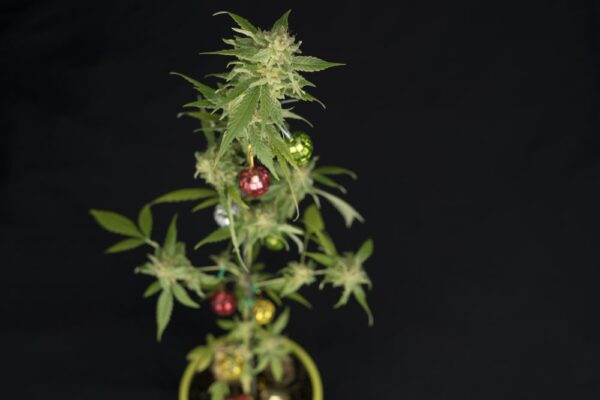 God’s Gift Cannabis Strain Review - Industrial Hemp Farms