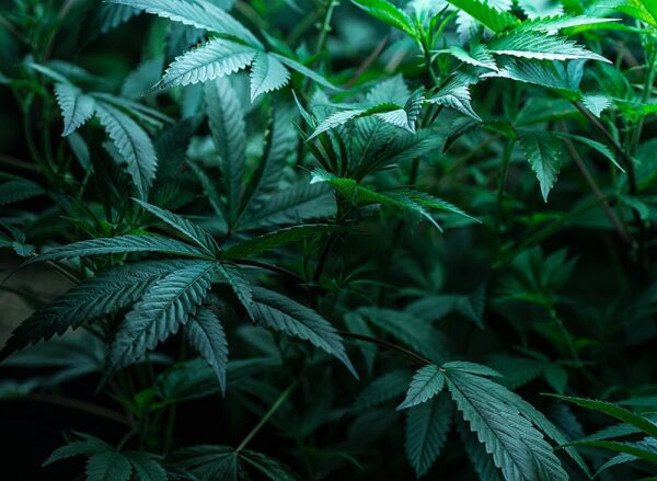 Goji OG Cannabis Strain Review - Industrial Hemp Farms