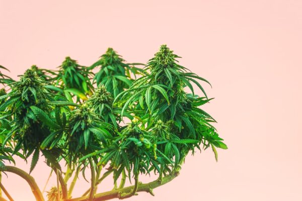 Pink Lemonade Cannabis Strain Review - Industrial Hemp Farms