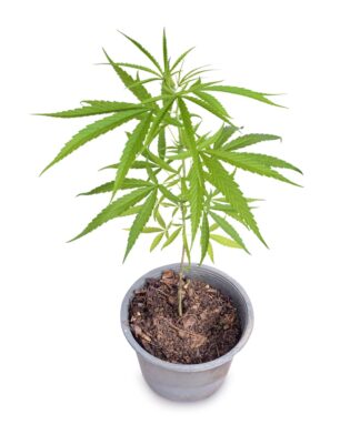 Fiona CBD Strain Review - Industrial Hemp Farms