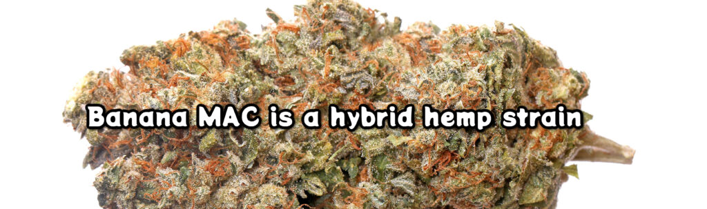 5 Best High THCA Hemp Strains